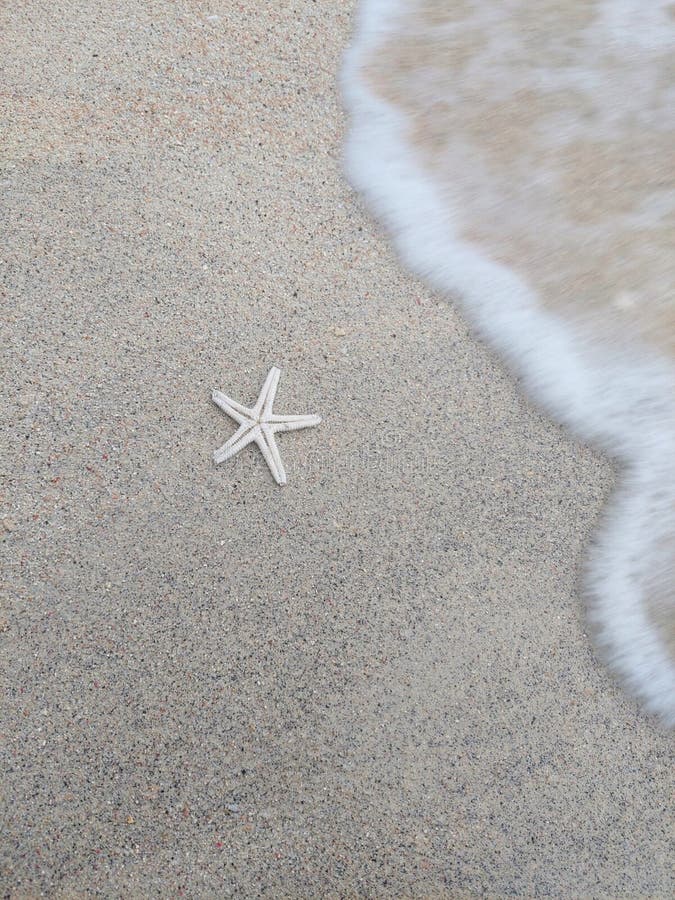 155 Broken Starfish Stock Photos - Free & Royalty-Free Stock Photos ...