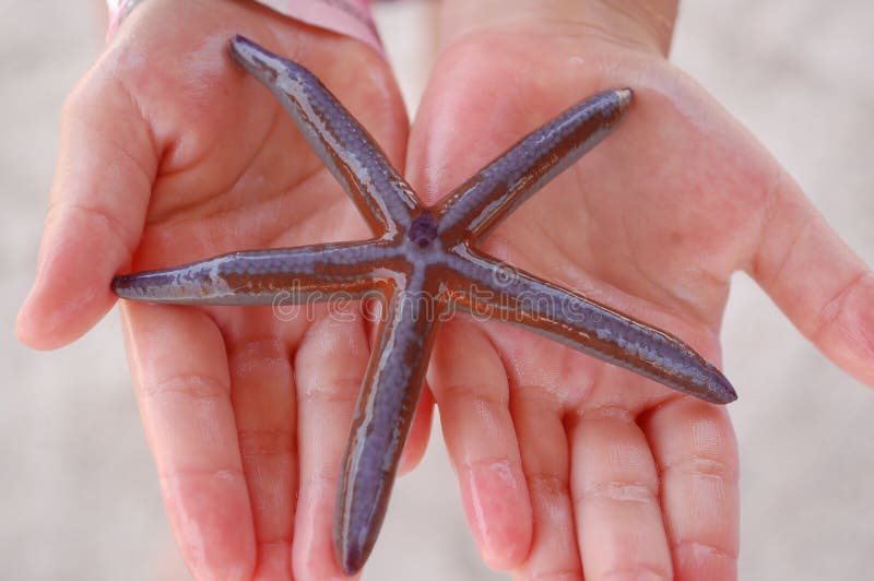 Hands Holding Starfish Stock Photos - Download 416 Royalty Free Photos