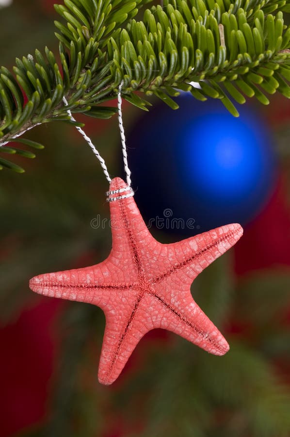 Starfish on Christmas tree stock image. Image of traditional - 7501771