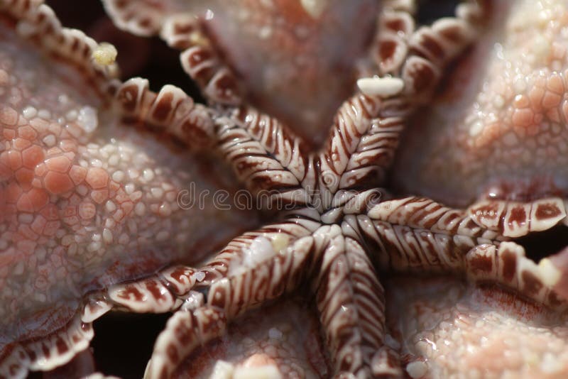 Starfish stock image. Image of marine, island, closeup - 48190403