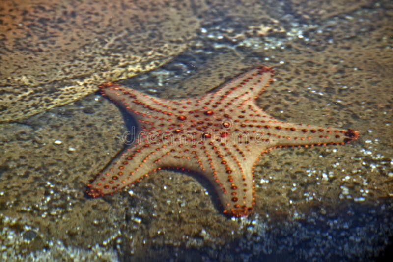 Starfish Eyes Stock Photos - Download 199 Royalty Free Photos