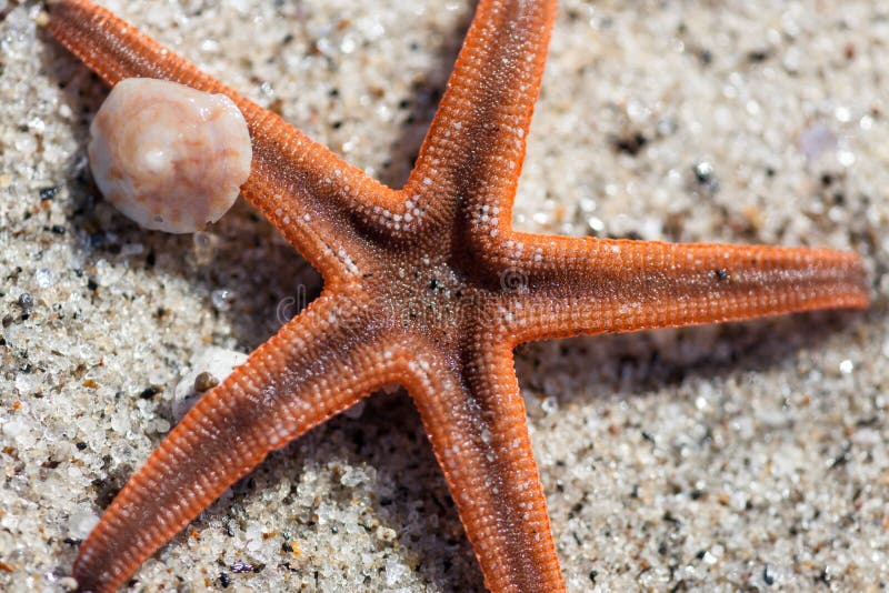 Starfish Close Up stock photo. Image of adventure, nature - 75303798