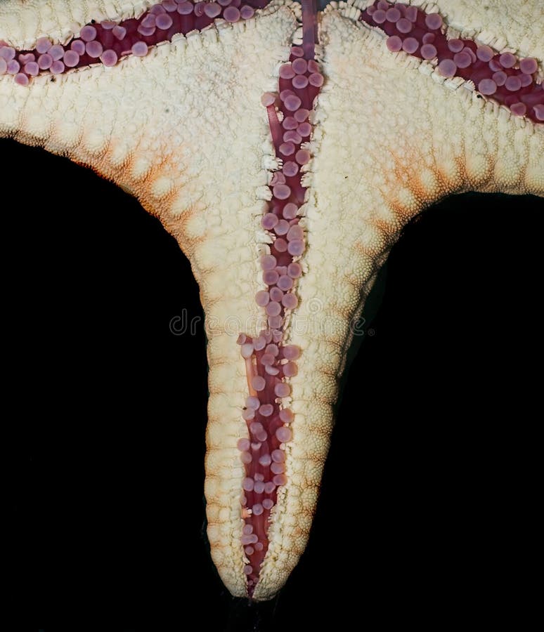 Starfish closup stock image. Image of star, suckers, fish - 2027169