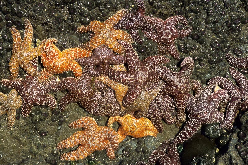 Starfish Cluster Stock Photos - Free & Royalty-Free Stock Photos from ...