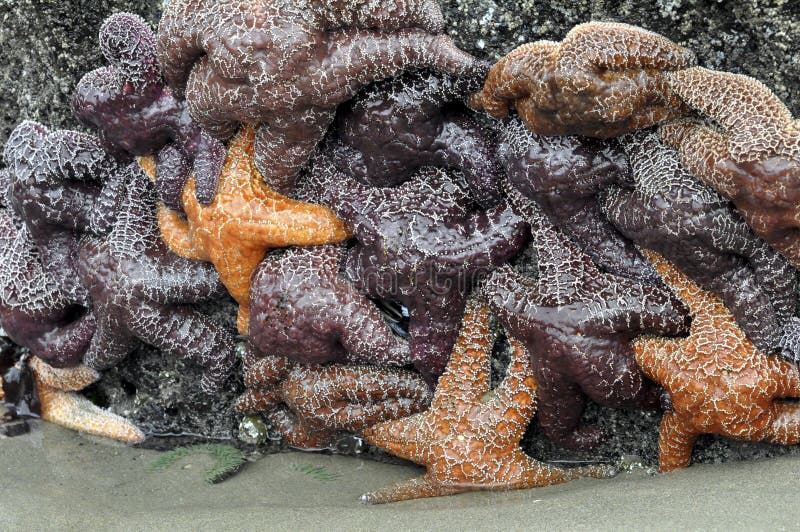 Starfish Cluster stock photo. Image of rock, orange, seaside - 51687544