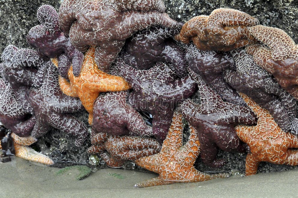 Starfish Cluster stock photo. Image of rock, orange, seaside - 51687544
