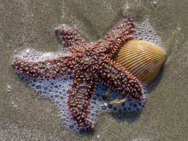 Starfish and Cockle Shell on Beach Stock Photo - Image of marine, shell ...