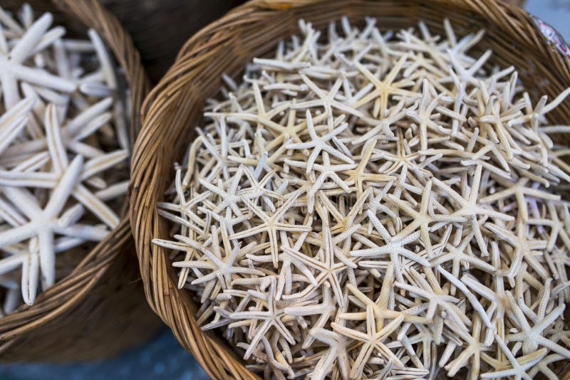 Starfish stock photo. Image of basket, harvest, material - 63648592