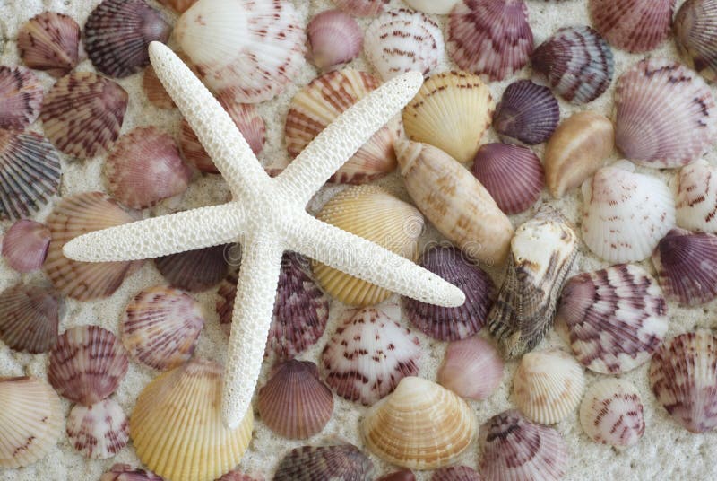 Starfish With Colorful Seashell Background Stock Photo - Image of star ...