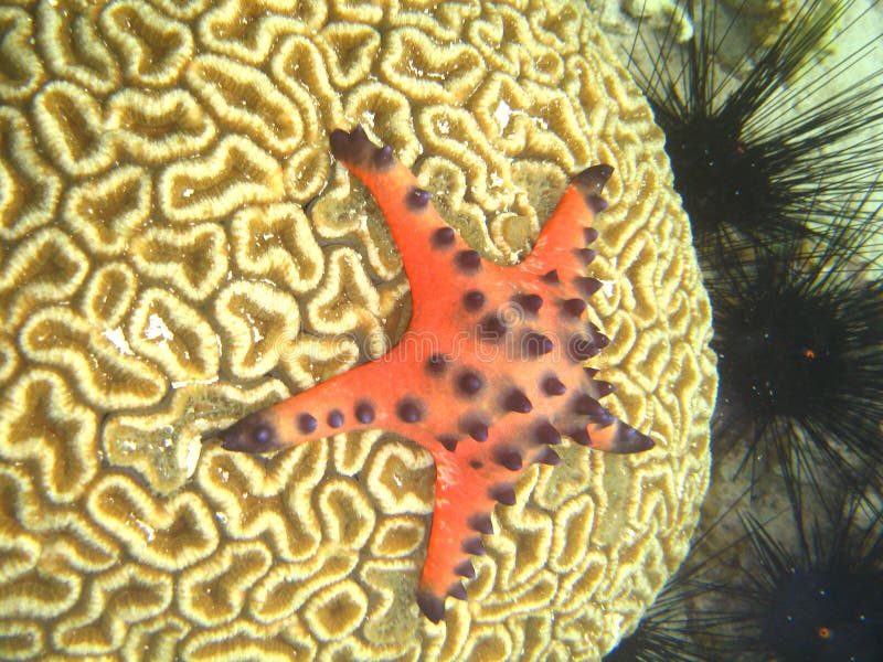 Starfish on Coral stock image. Image of beautiful, blue - 5131139