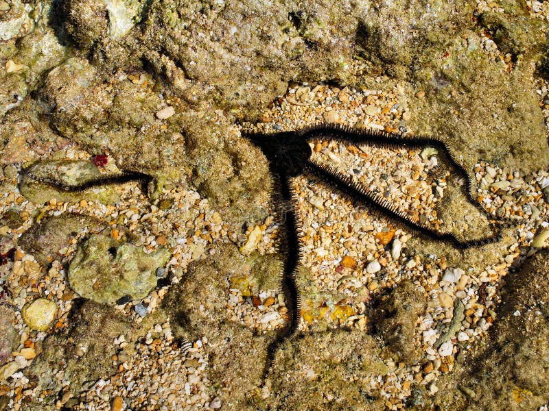 Starfish on a coral reef. stock image. Image of water - 38476523