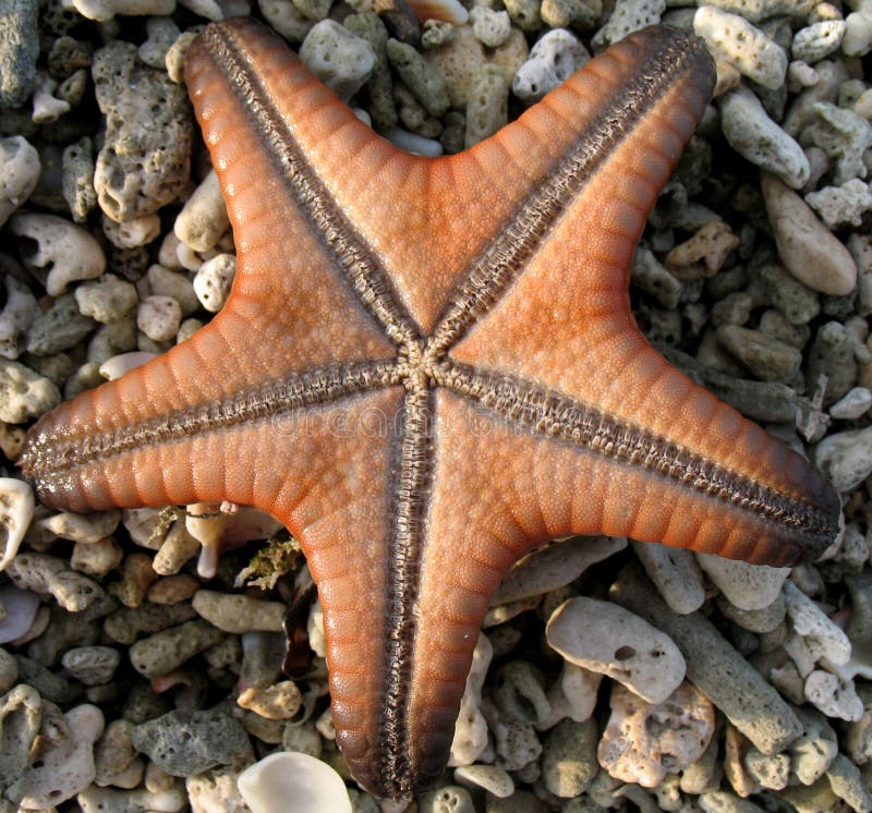 Starfish on coral stones stock photo. Image of starfish - 3140770