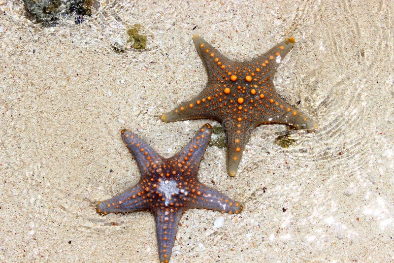 Starfish dark stock photo. Image of indian, sand, ocean - 56901448