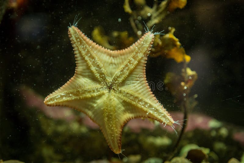 Starfish stock photo. Image of tropical, nature, invertebrate - 48952380