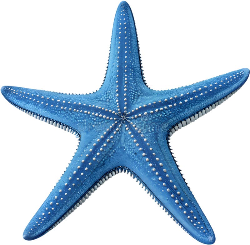Starfish Design with Vibrant Colors and Intricate Patterns for a ...