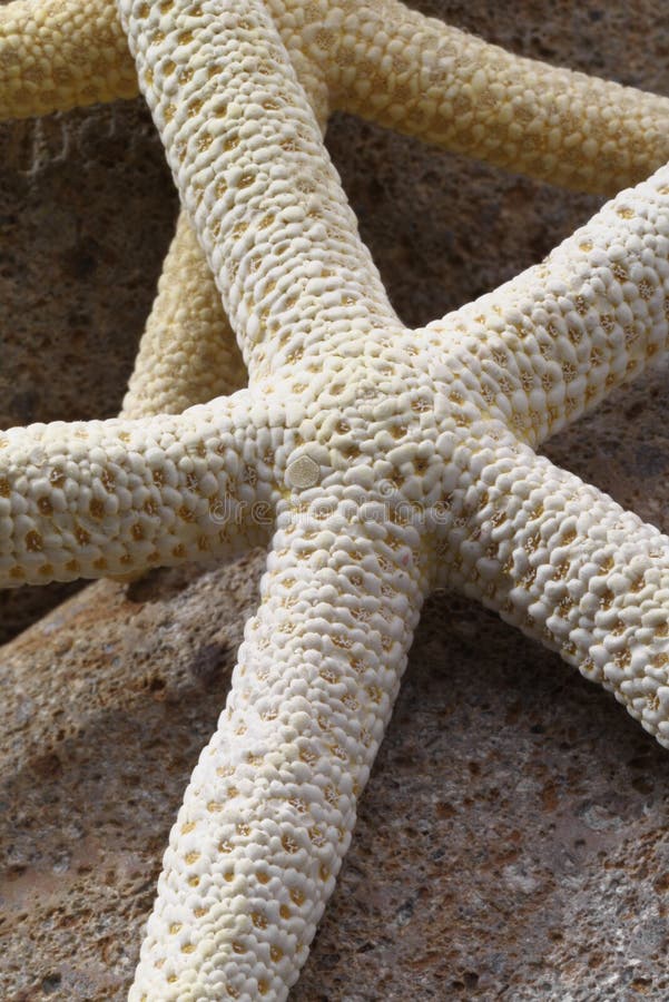 Starfish Detail stock image. Image of starfish, beach - 48685737