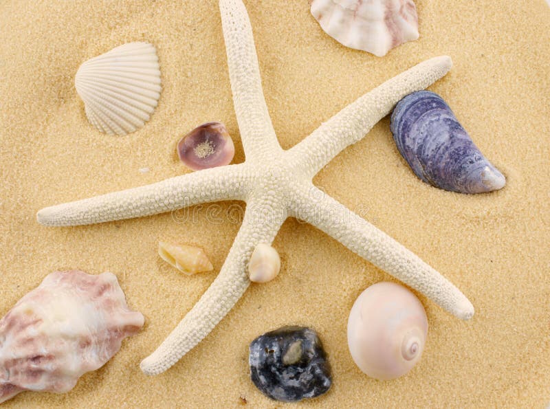 Starfish and Seashells on Beach Sand Stock Photo - Image of caribbean ...