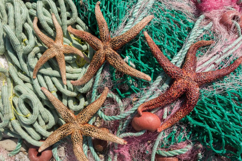 Starfish stock image. Image of scene, summer, life, dried - 44749567