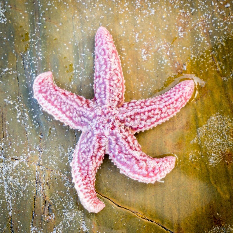 Starfish stock image. Image of five, nature, points, alive - 67655795