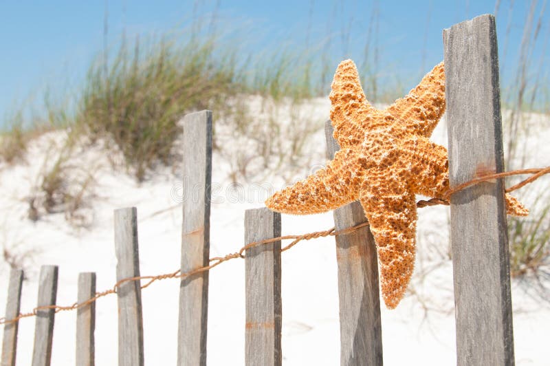 Starfish drying on fence stock photo. Image of seastar - 19433932