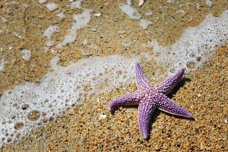 Starfish on the Sandy Beach Stock Image - Image of golden, beach: 124782881