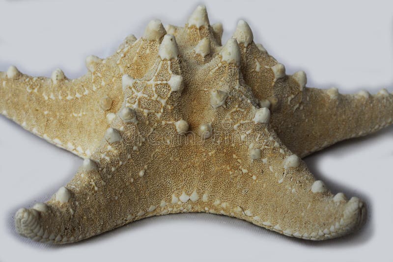 Starfish imagem de stock. Imagem de molusco, cinzento - 141880447