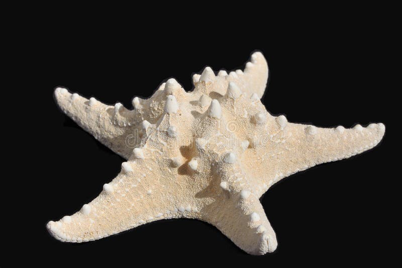 Starfish foto de stock. Imagem de branco, praia, estrela - 141880496