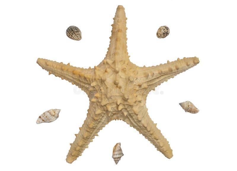 A Starfish and a Few Shells Isolated Stock Photo - Image of scallop ...