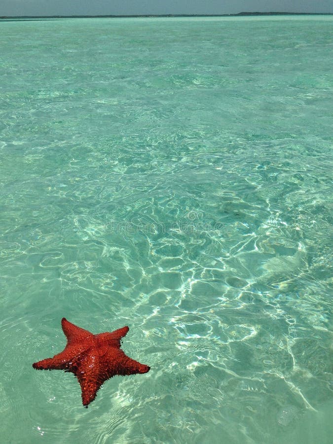 Starfish Floating on Clear Blue Water Stock Image - Image of theme ...
