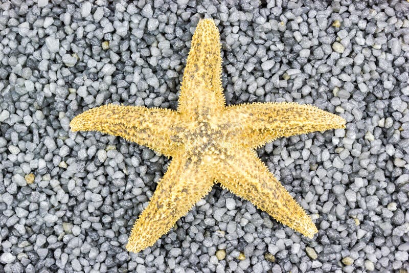 Closeup of grey StarFish stock image. Image of close - 63096599