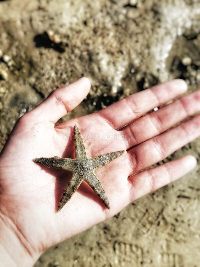 Starfish on a hand stock photo. Image of hong, hand - 197834902