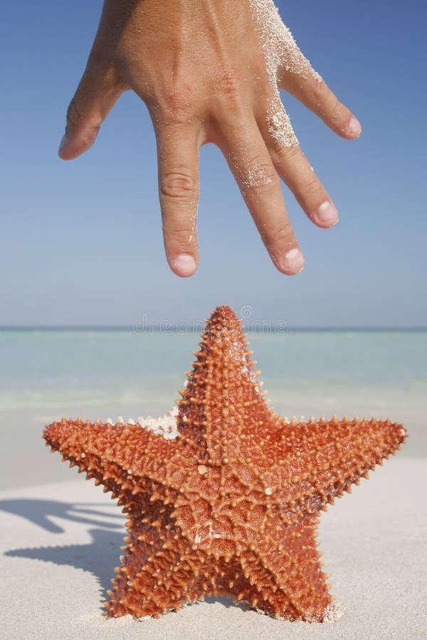 Starfish and Hand stock image. Image of shell, nature - 5000185