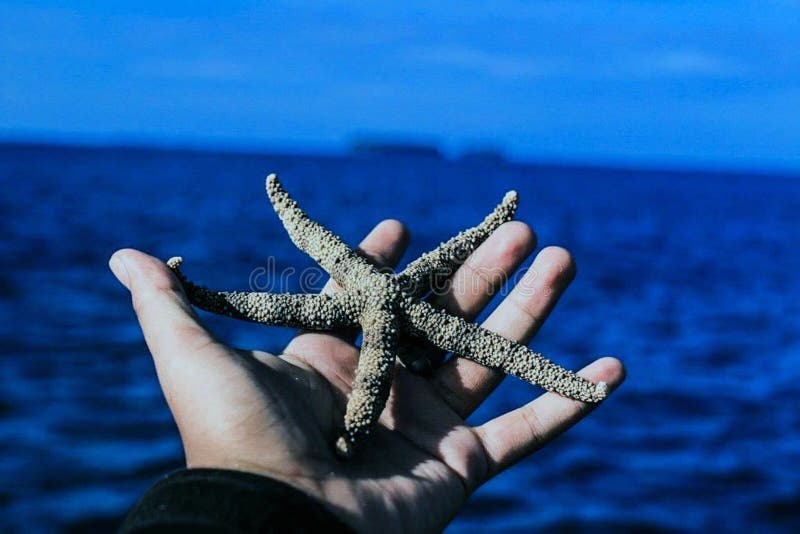 Starfish in Hand Against Blue Ocean Background Stock Image - Image of ...