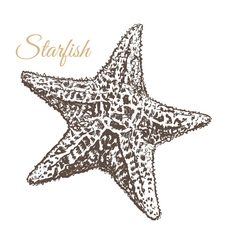 Starfish, Hand-drawn Vector Illustration. Stock Vector - Illustration ...