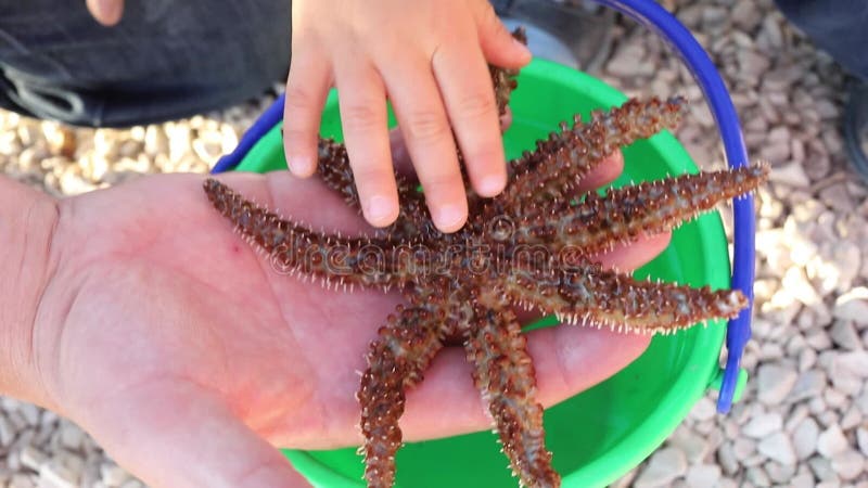Starfish in Hand of Man and Child Hand Touches it Stock Footage - Video ...