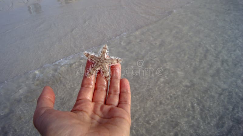 Starfish on the hand stock image. Image of shell, afternoon - 101439731
