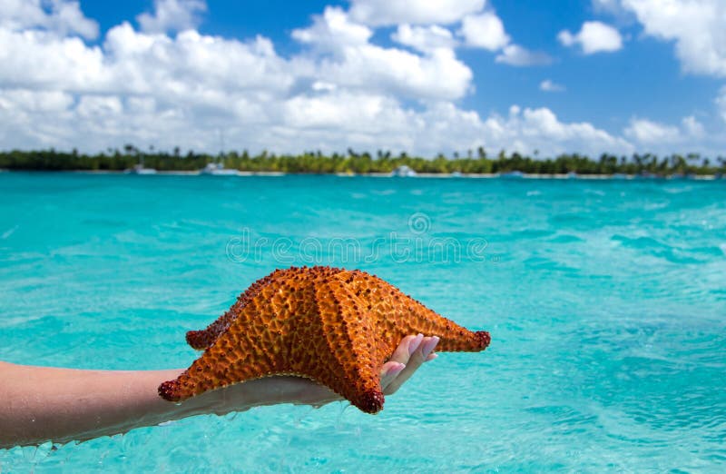 Starfish stock image. Image of life, heaven, detail - 270634849