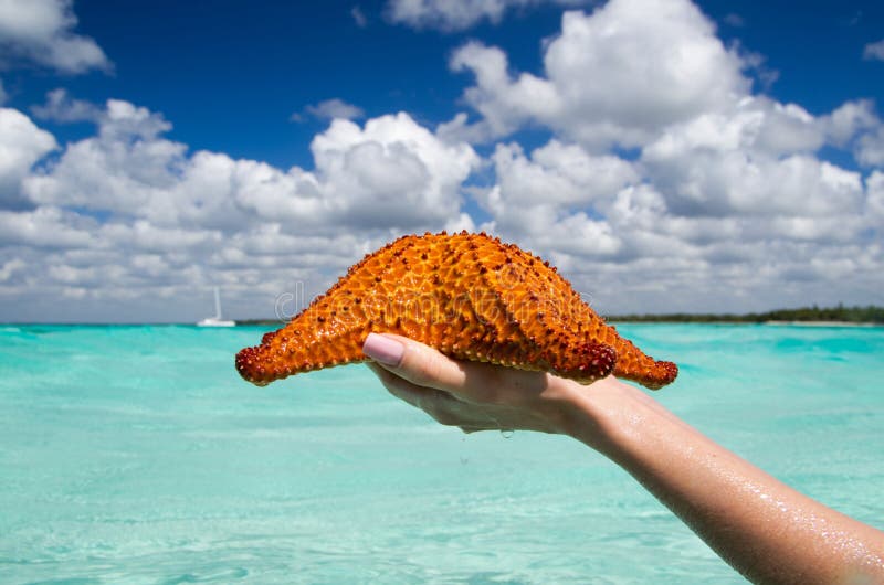 Starfish in hand stock photo. Image of relaxation, life - 33730230