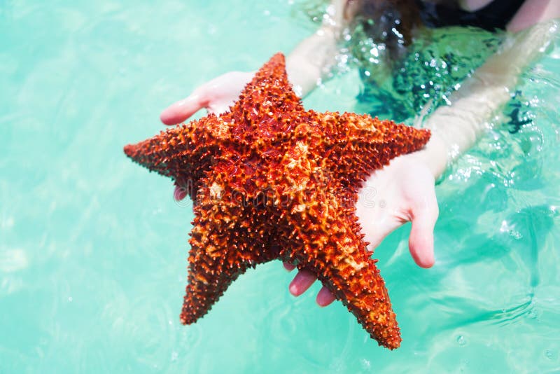 The starfish in a his hand stock photo. Image of star - 59685452