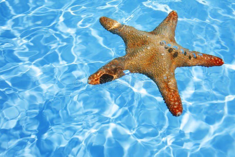 Starfish durch Pool stockbild. Bild von hell, sonnig, seestern - 1309963
