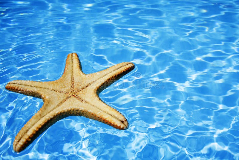 Starfish durch Pool stockbild. Bild von hell, sonnig, seestern - 1309963
