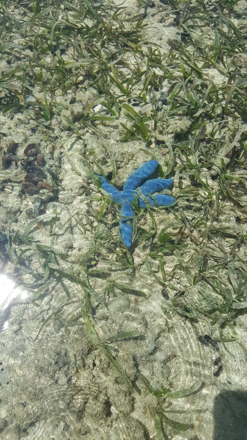 Inside a Starfish stock photo. Image of seastar, echinoderms - 153958