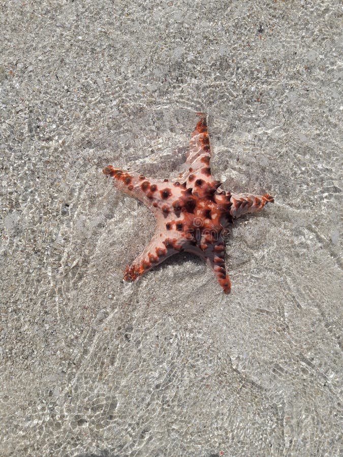 Starfish on the Island of Belitung Stock Photo - Image of underwater ...