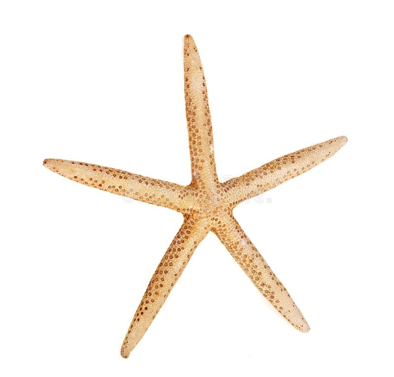 White starfish stock image. Image of close, details, echinoderm - 5829531