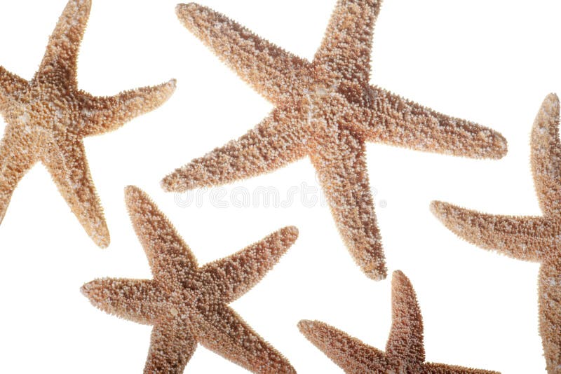 Starfish on White stock photo. Image of shellfish, arms - 14164734