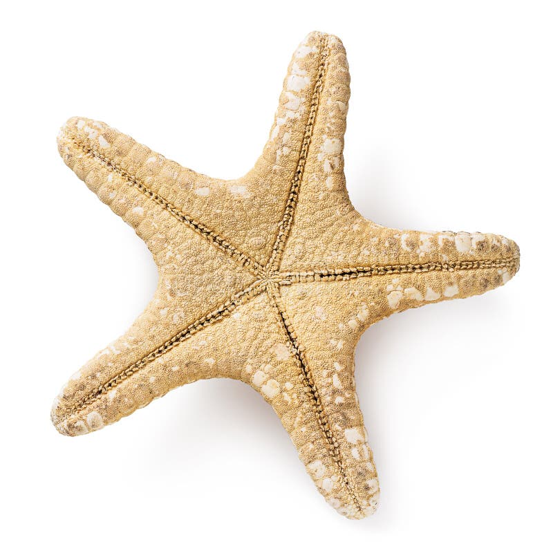 965 Top View Starfish Underwater Stock Photos - Free & Royalty-Free ...