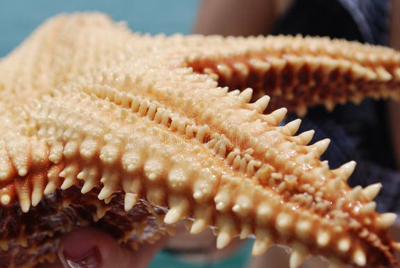 The Starfish. with Its Stellar Shape, Being Covered with Spines and ...