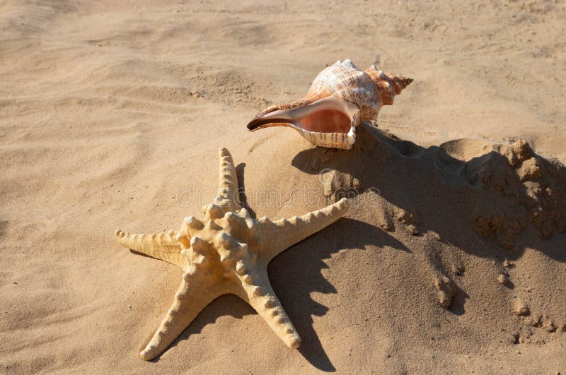 Starfish and Large Seashells on the Black Sea Coast. Stock Photo ...