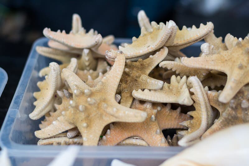 Starfish stock photo. Image of travel, close, starfish - 57584292