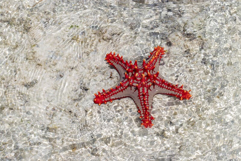 Starfish Lying on the Bottom of the Ocean at Low Tide Stock Photo ...